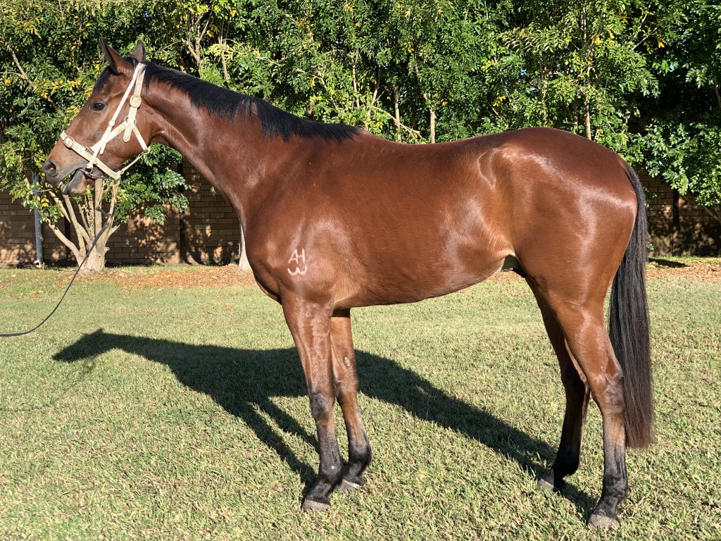 Ready to race Hallowed Crown gelding available for shares! | Available ...