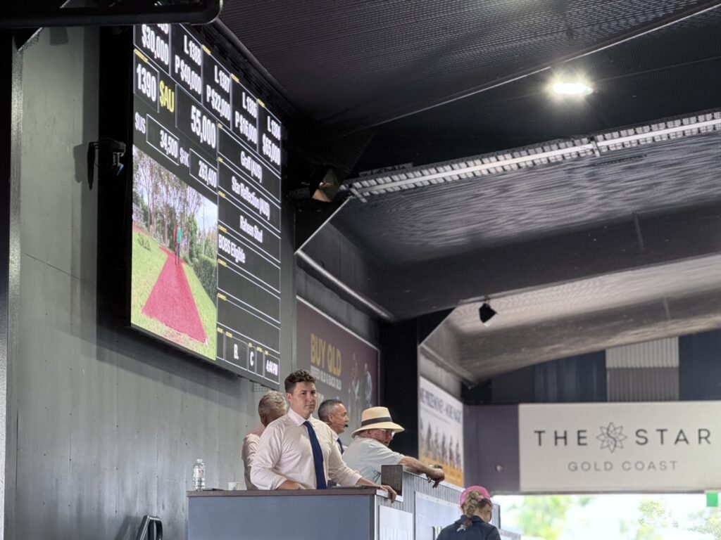 2025 The Magic Millions Yearling Sale | General | Japanoz Equestrian ...